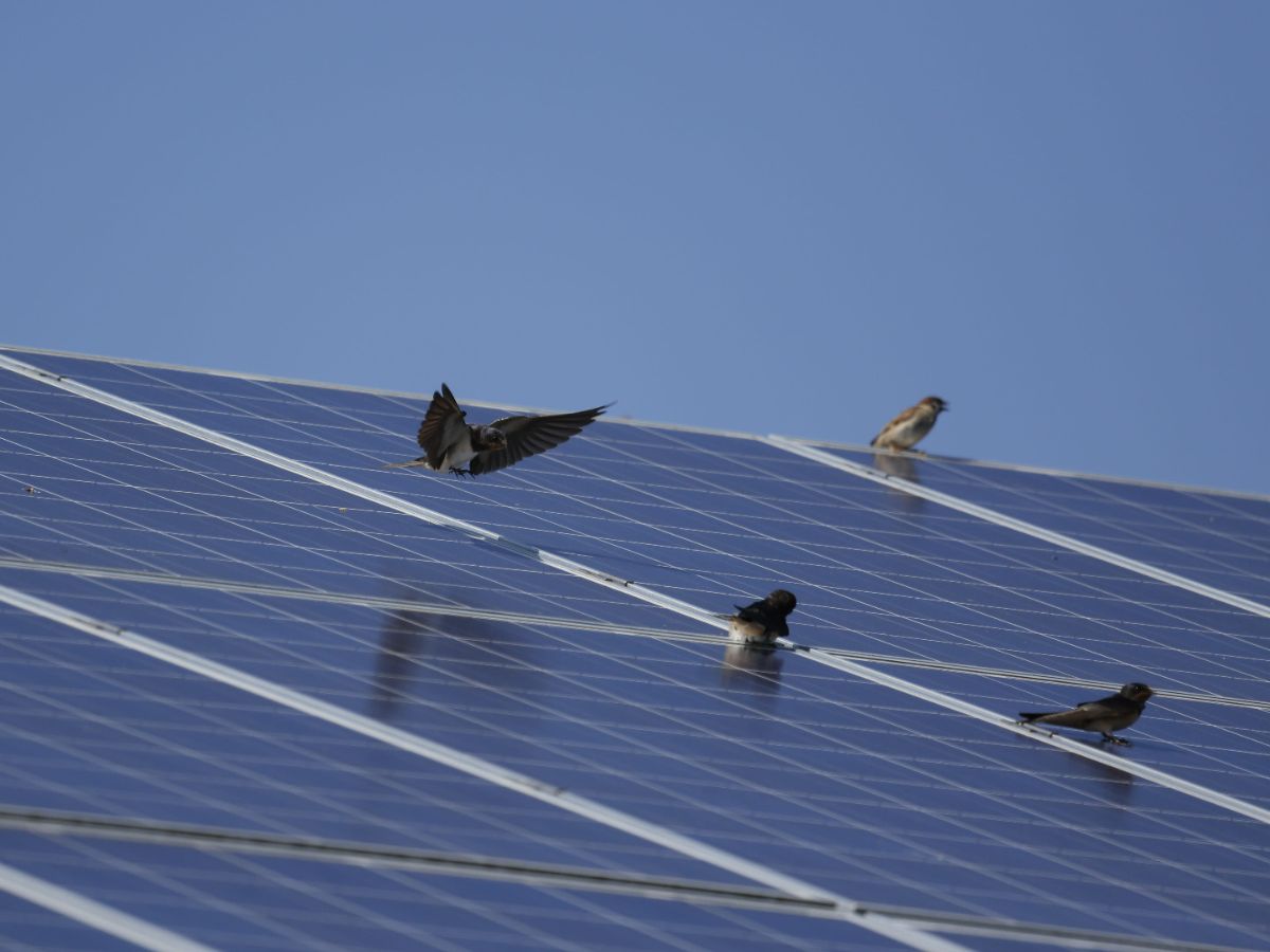 Pigeon Nesting Under Solar Panels: What You Must Do | iKlen